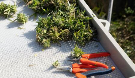 Cuándo Cosechar Las Plantas De Marihuana Soft Secrets